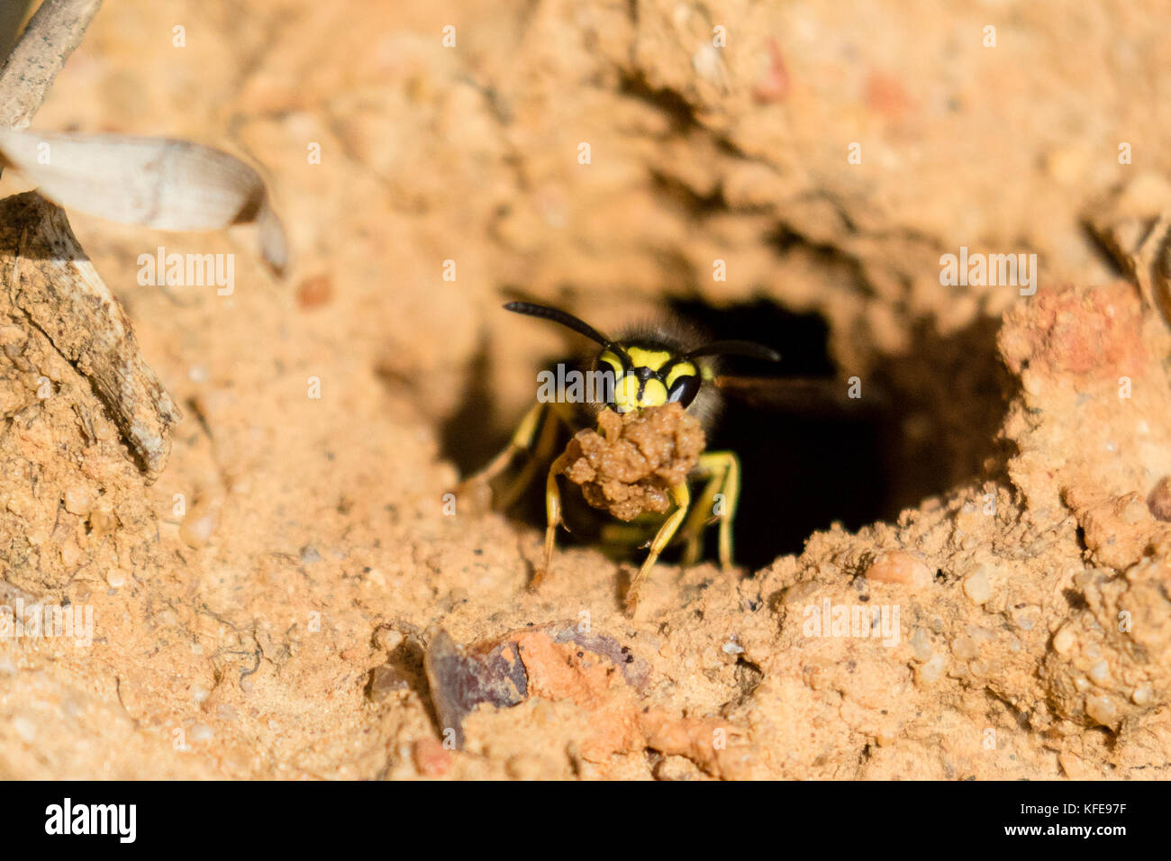 German wasp emerging from its ground burrow in Portugal Stock Photo - Alamy