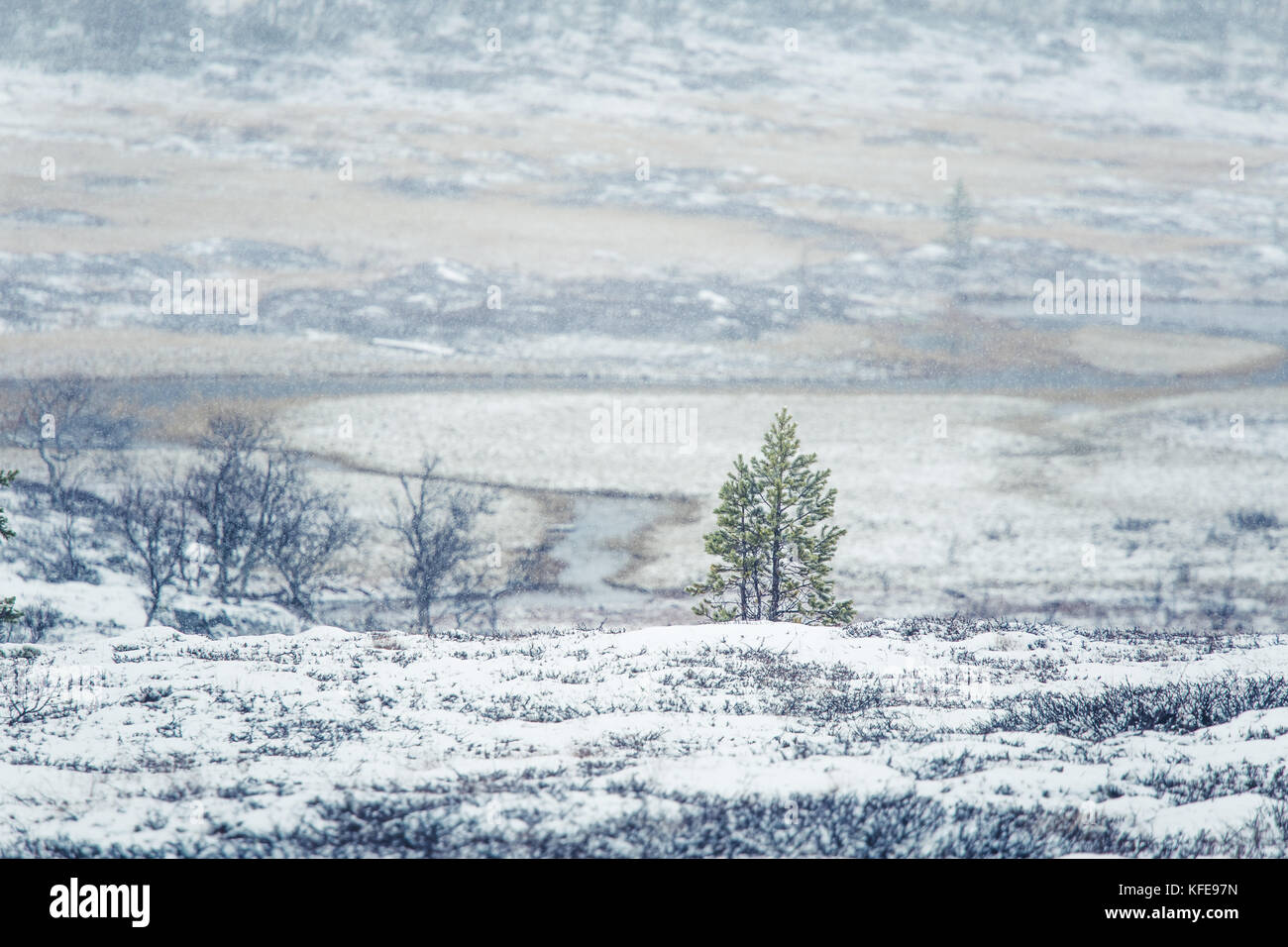 A beautiful Norwegian landscape in first snow in autumn. White, snowy ...