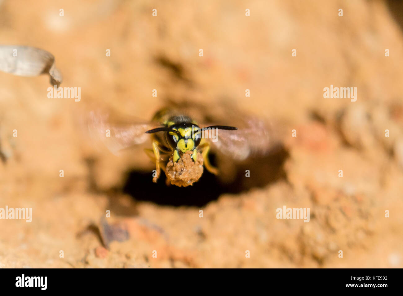 German wasp emerging from its ground burrow in Portugal Stock Photo - Alamy