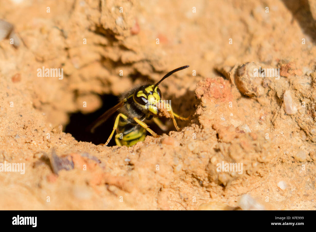 German wasp emerging from its ground burrow in Portugal Stock Photo - Alamy