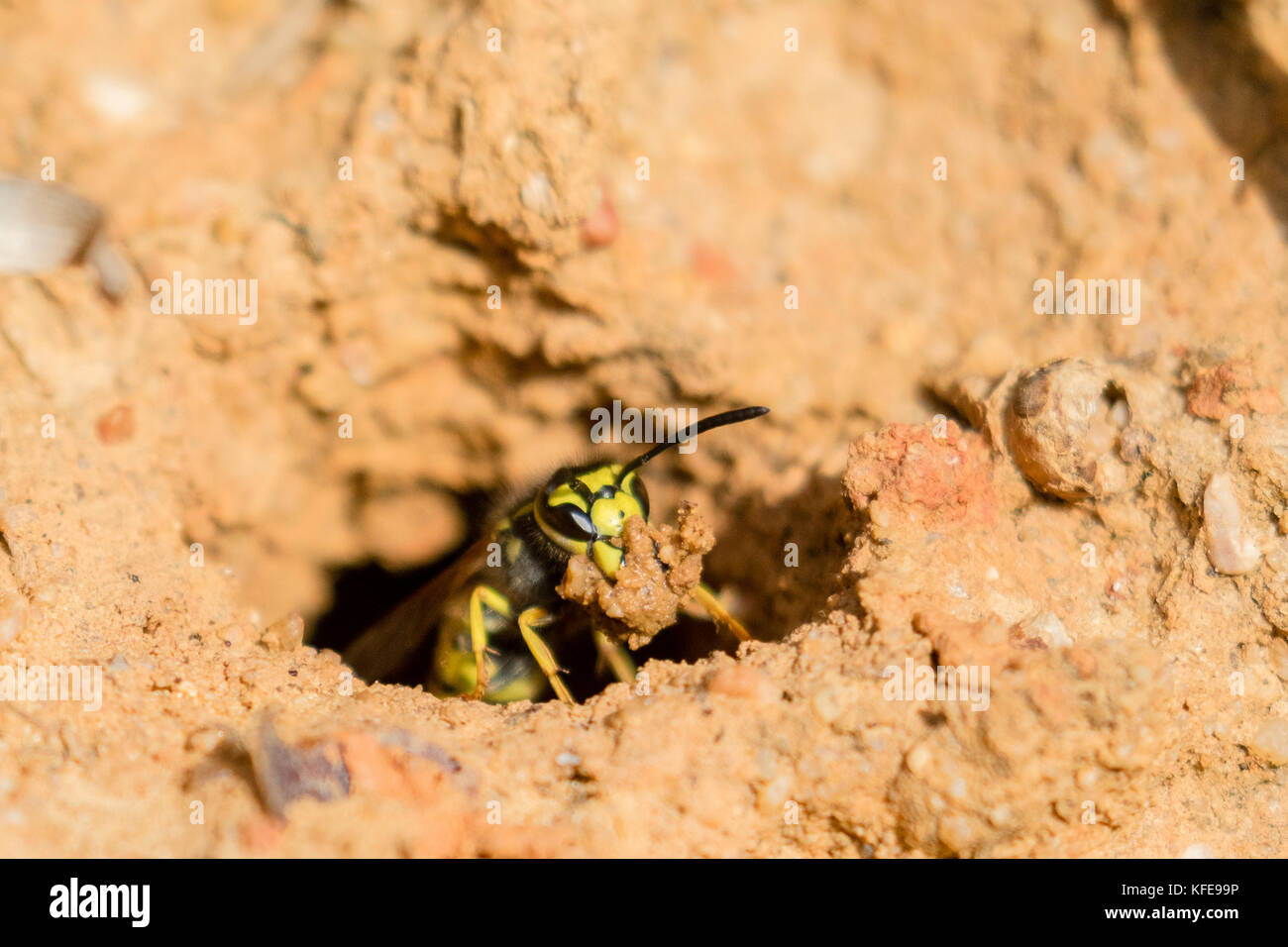 German wasp emerging from its ground burrow in Portugal Stock Photo - Alamy