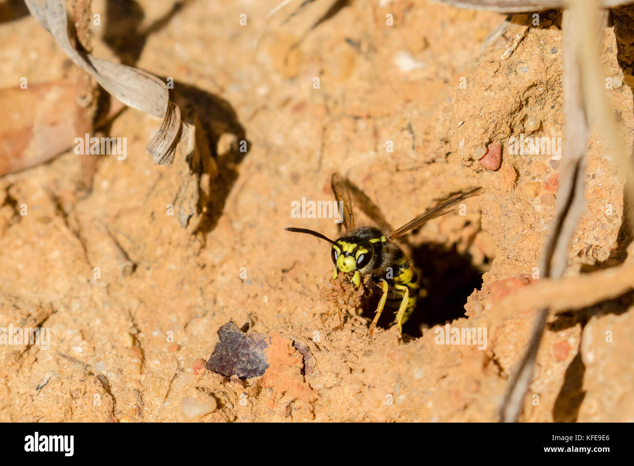 German wasps at their nest burrow in Portugal Stock Photo - Alamy