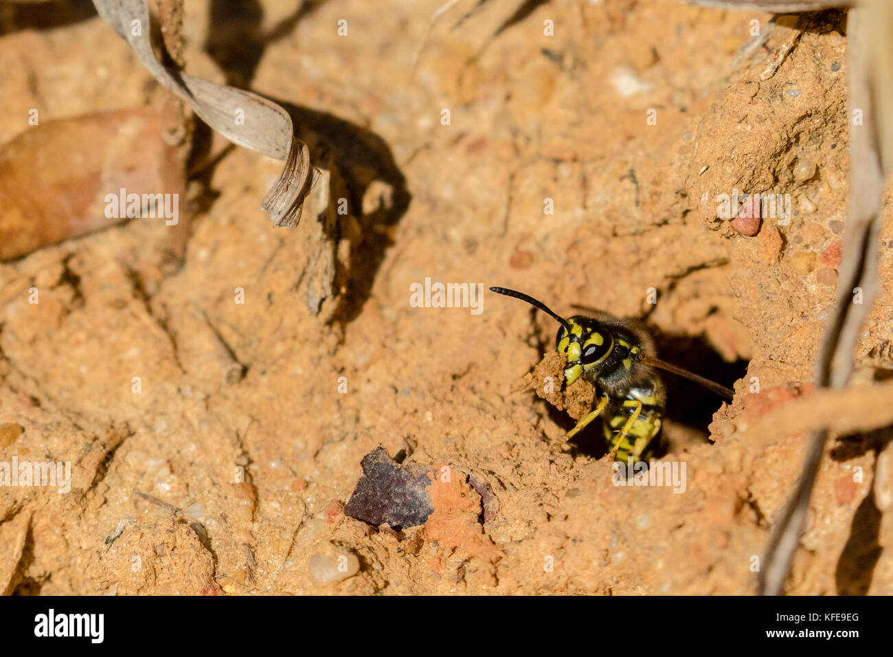 German wasp nest hi-res stock photography and images - Alamy