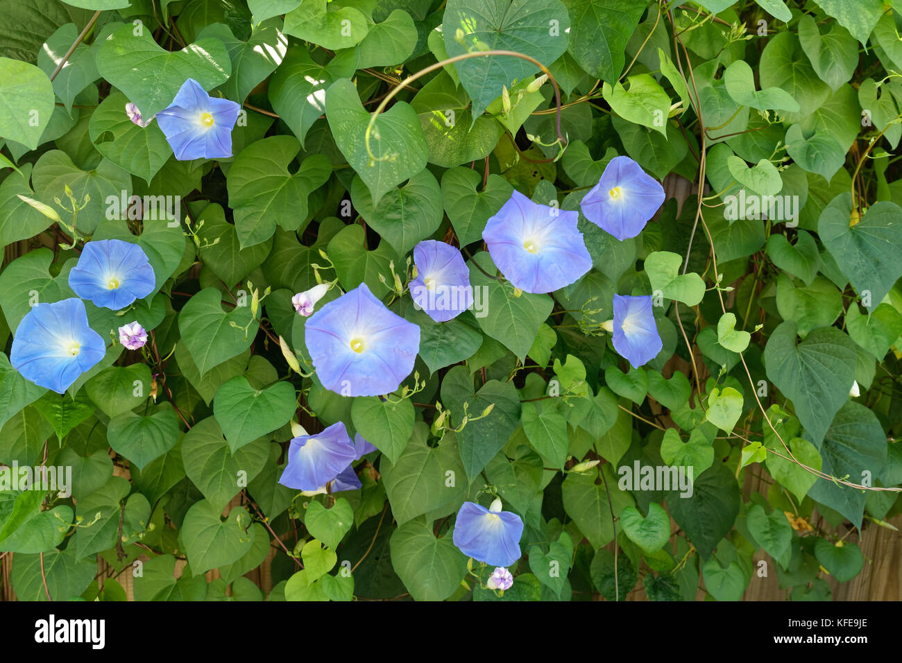 Blue morning glory Stock Photo - Alamy