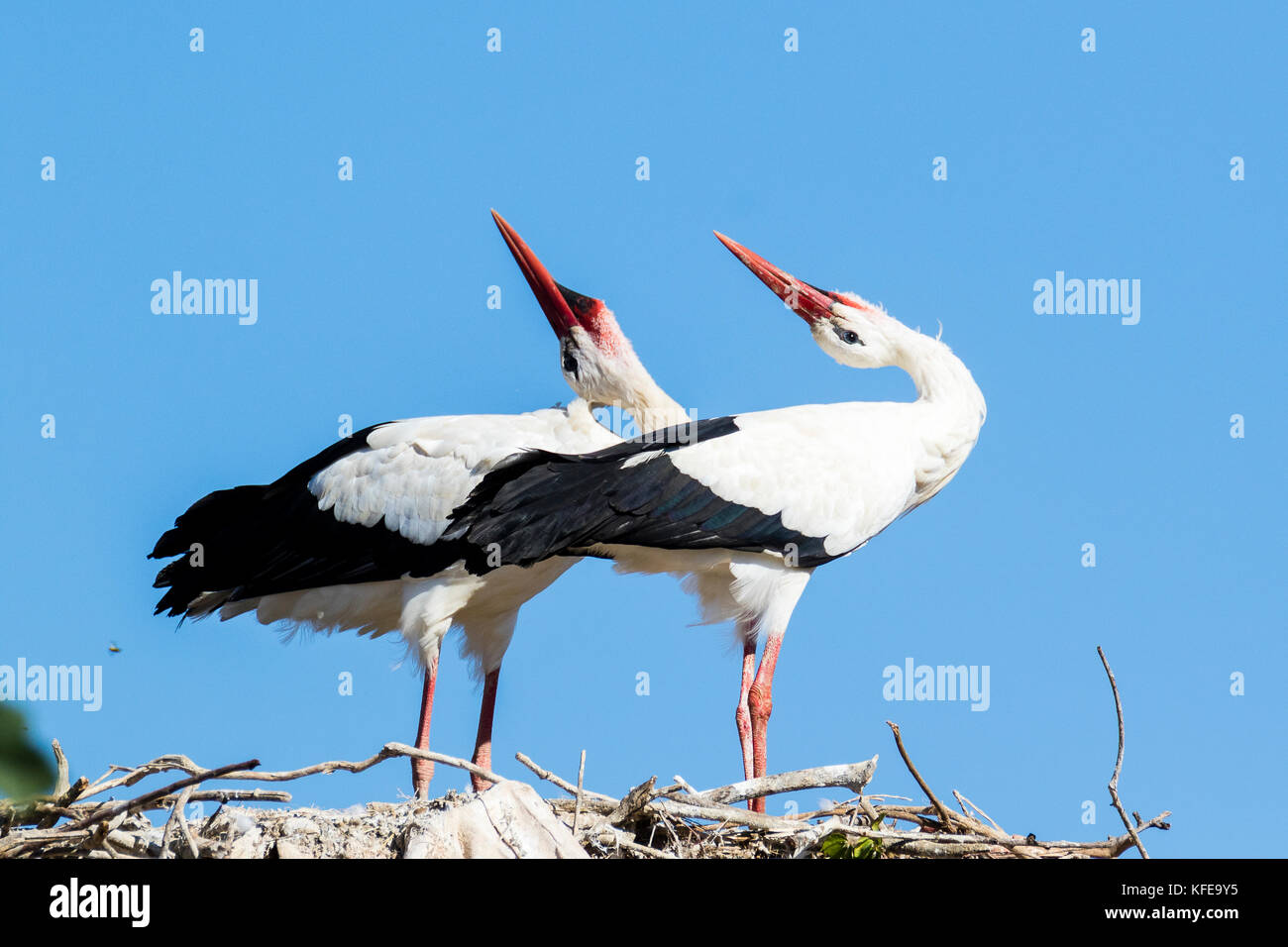 A pair of courting white storks on a roof top nest in Silves, Portugal ...