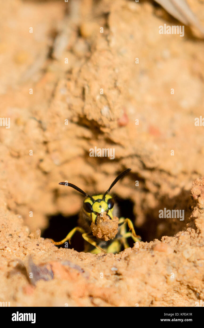 German wasp emerging from burrow with a small mouthful of excavated mud ...
