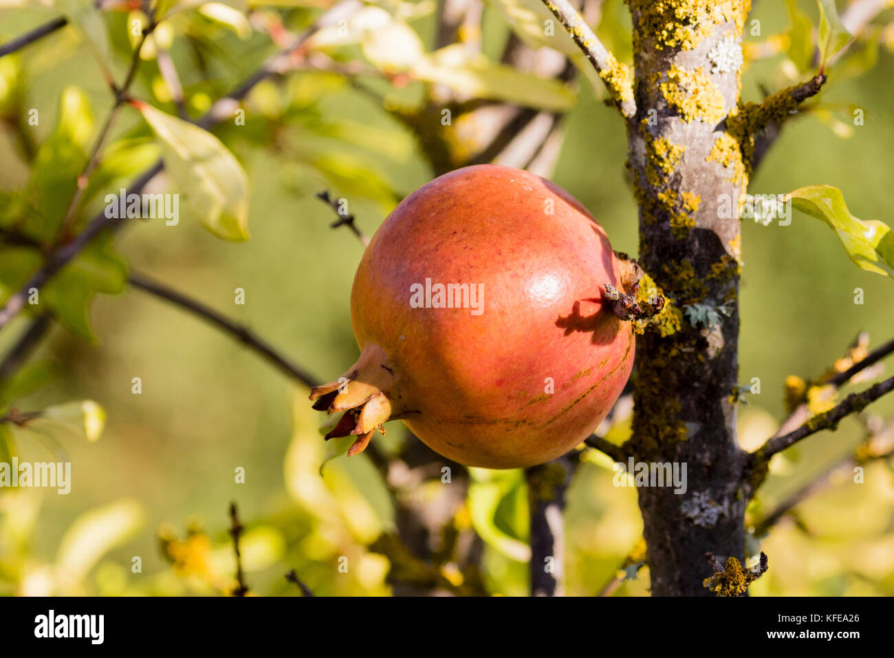Pomegranate fruit on tree Stock Photo - Alamy