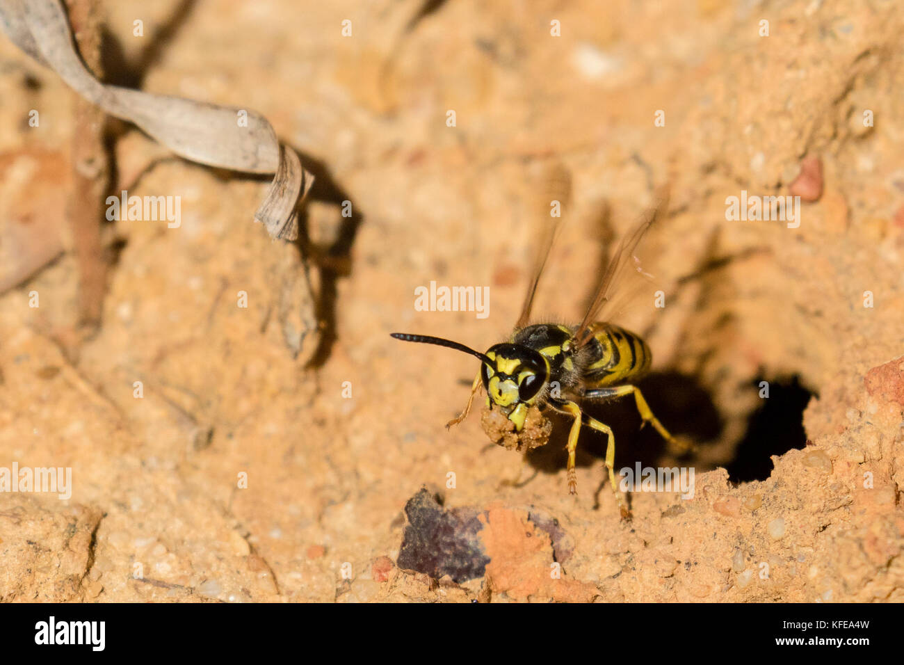 German wasps at their nest burrow in Portugal Stock Photo - Alamy