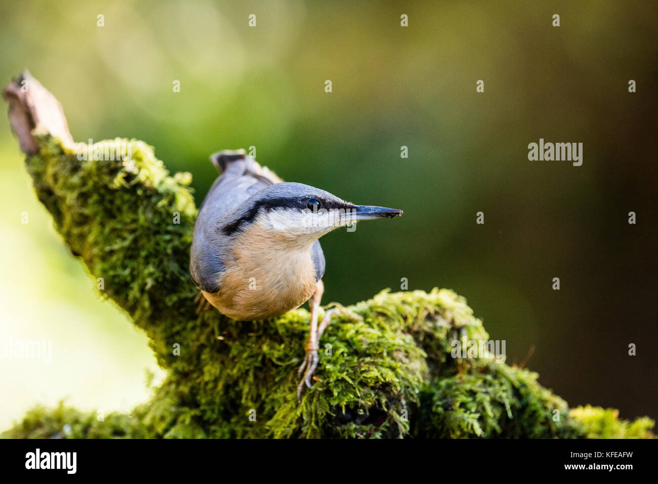 European nuthatch foraging in autumn Stock Photo - Alamy
