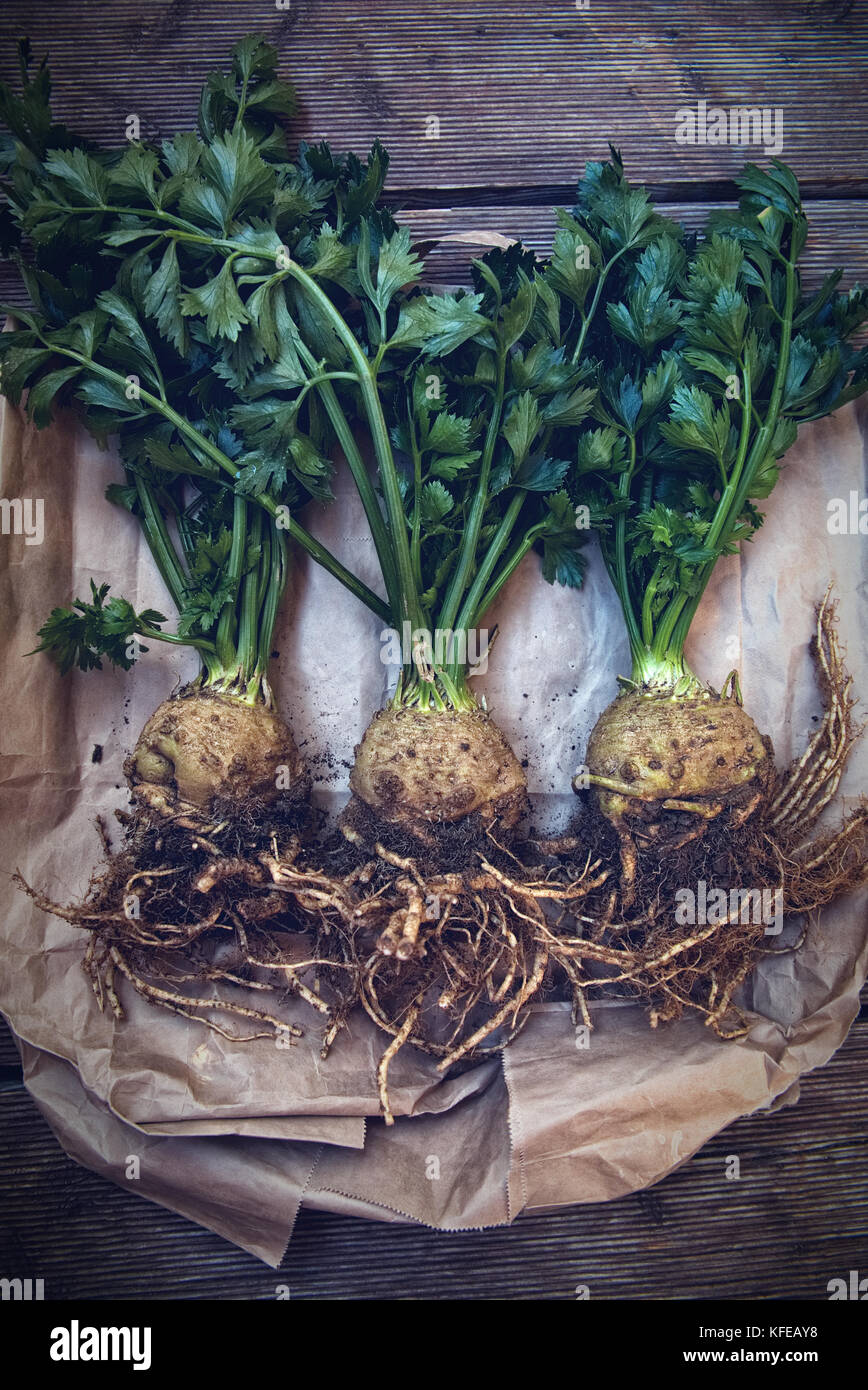 Organic celery (root celery and leaves of celery) with soil on paper ...