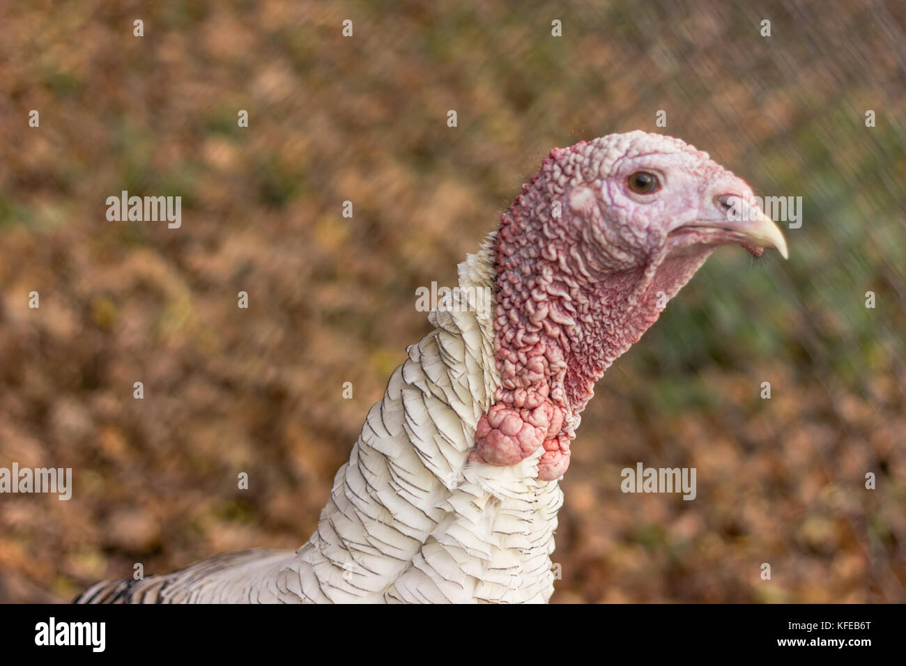 gray turkey bird in captivity, behind bars Stock Photo - Alamy