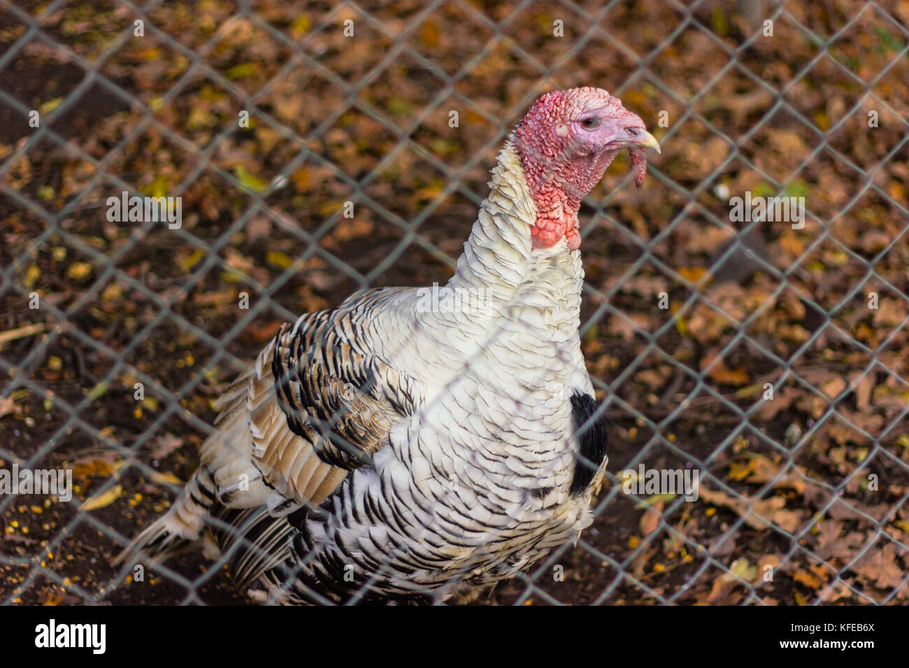 close eyes and neck white turkey bird in captivity Stock Photo - Alamy