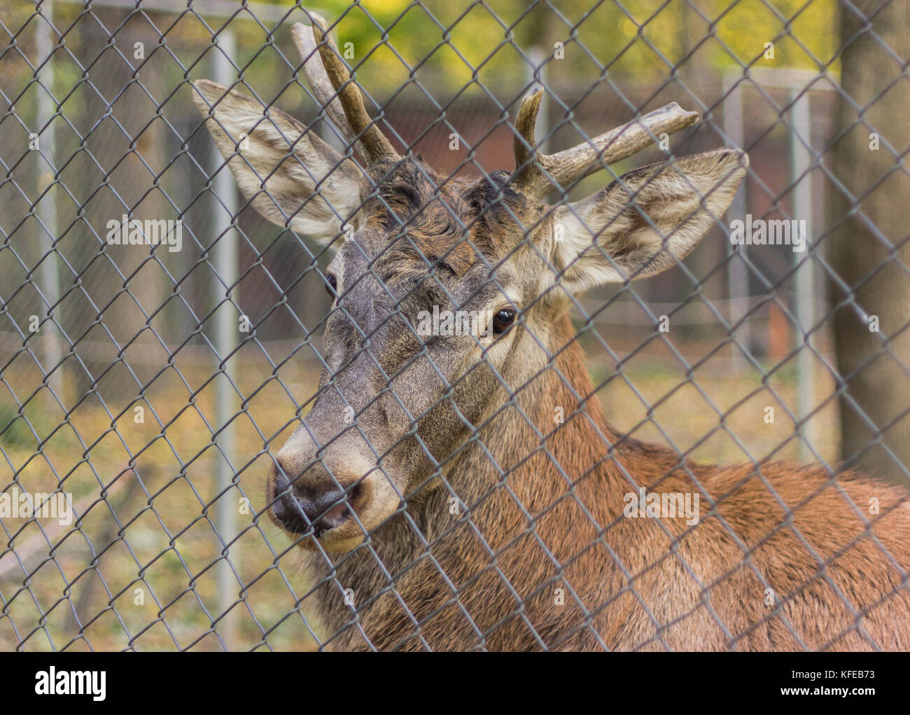 Adult Muzzle Of Deer High Resolution Stock Photography and Images - Alamy