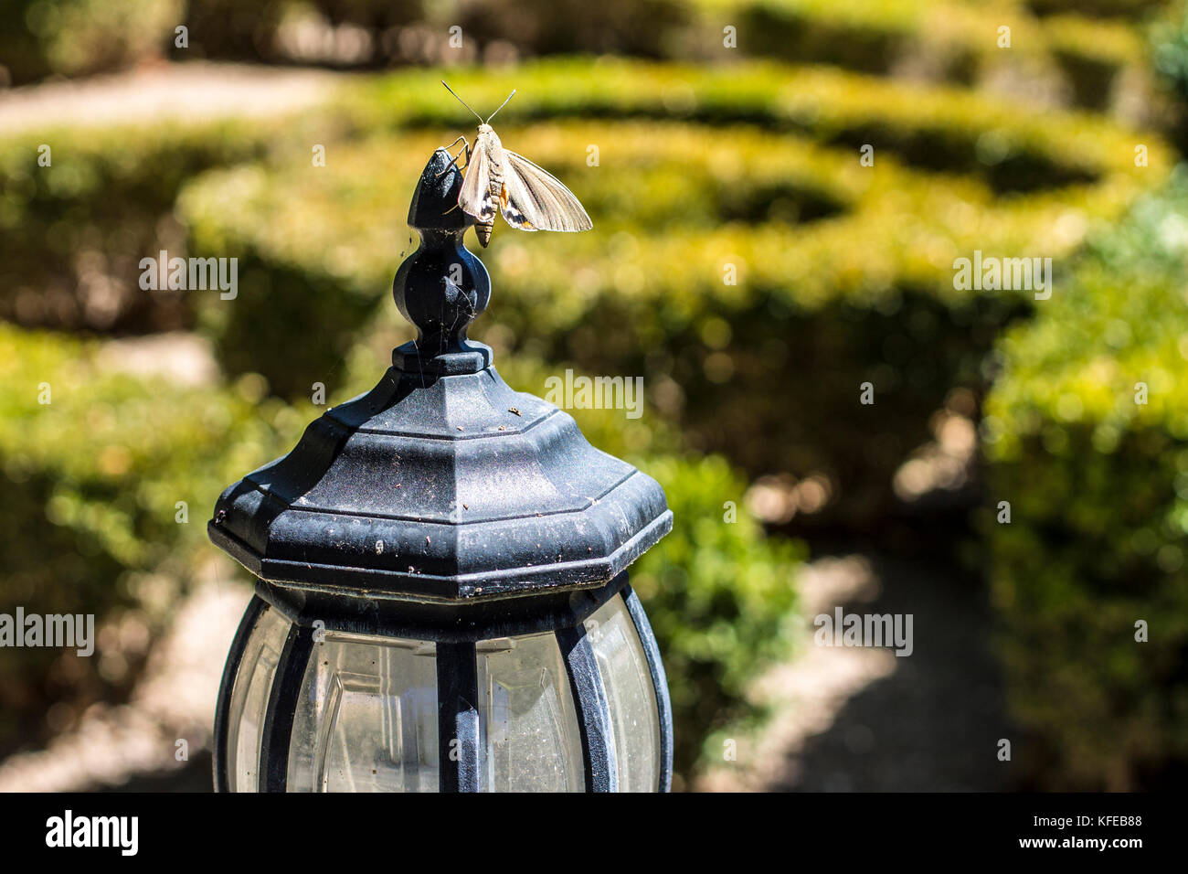 A moth over a lamp in a French garden Stock Photo - Alamy