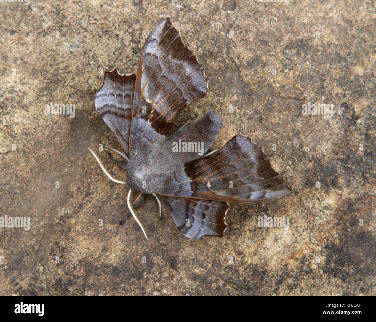 Poplar hawk moth hi-res stock photography and images - Alamy