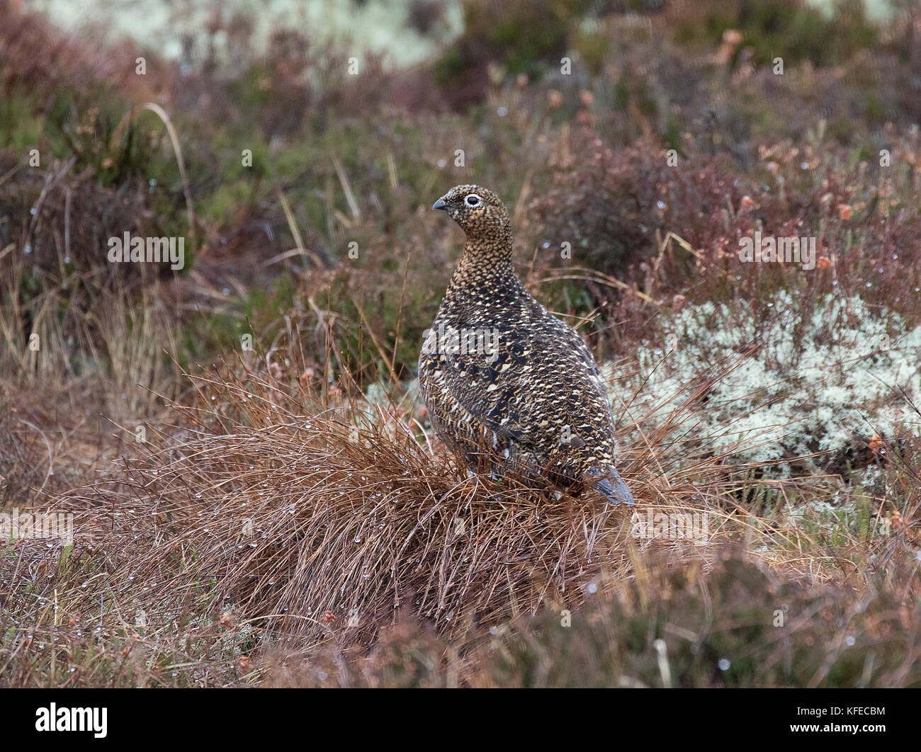 Female Red Grouse (Lagopus lagopus scotica) on Scottish Heather Moor ...