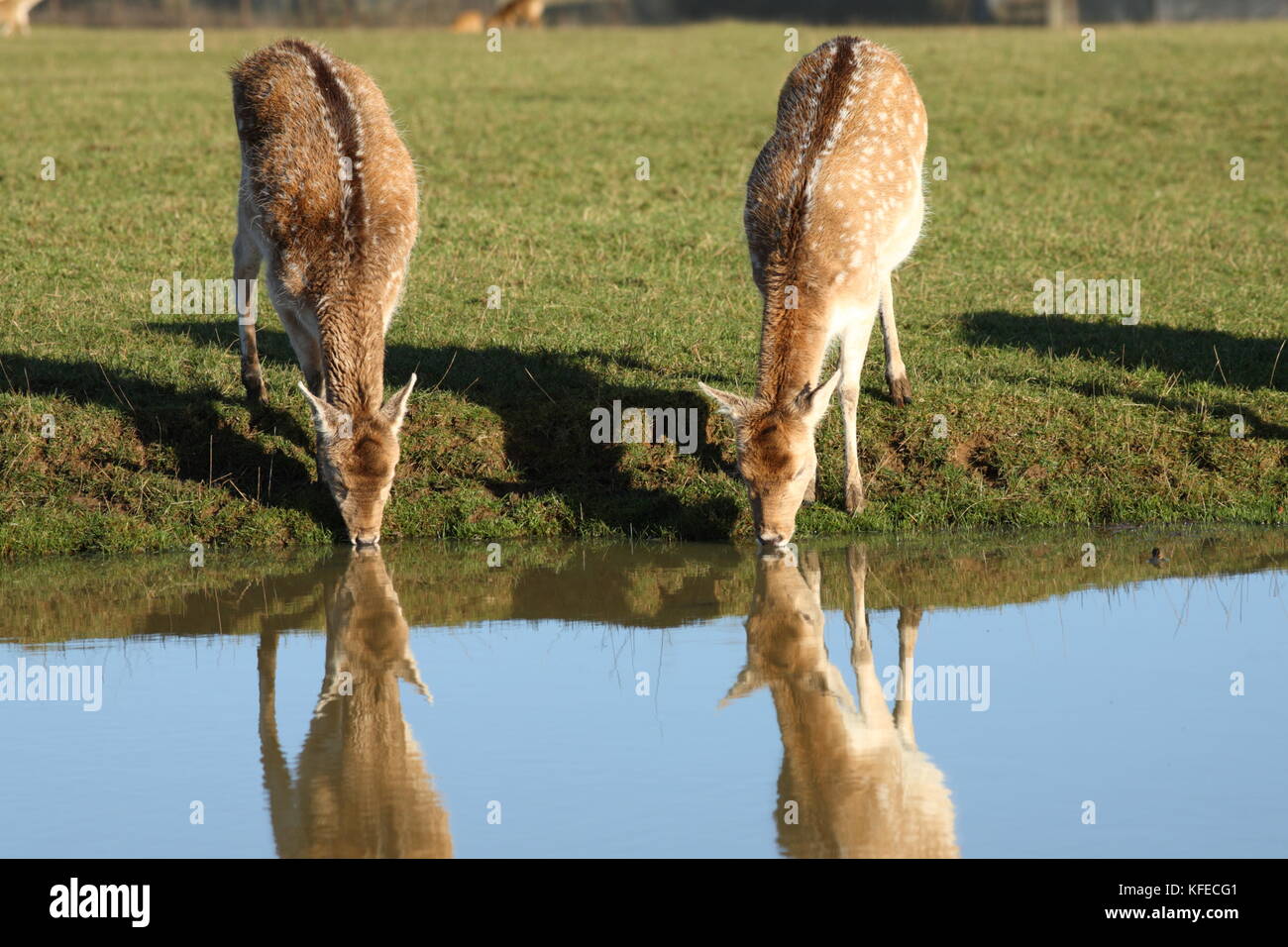 Fallow Deer does drinking at pool Stock Photo - Alamy