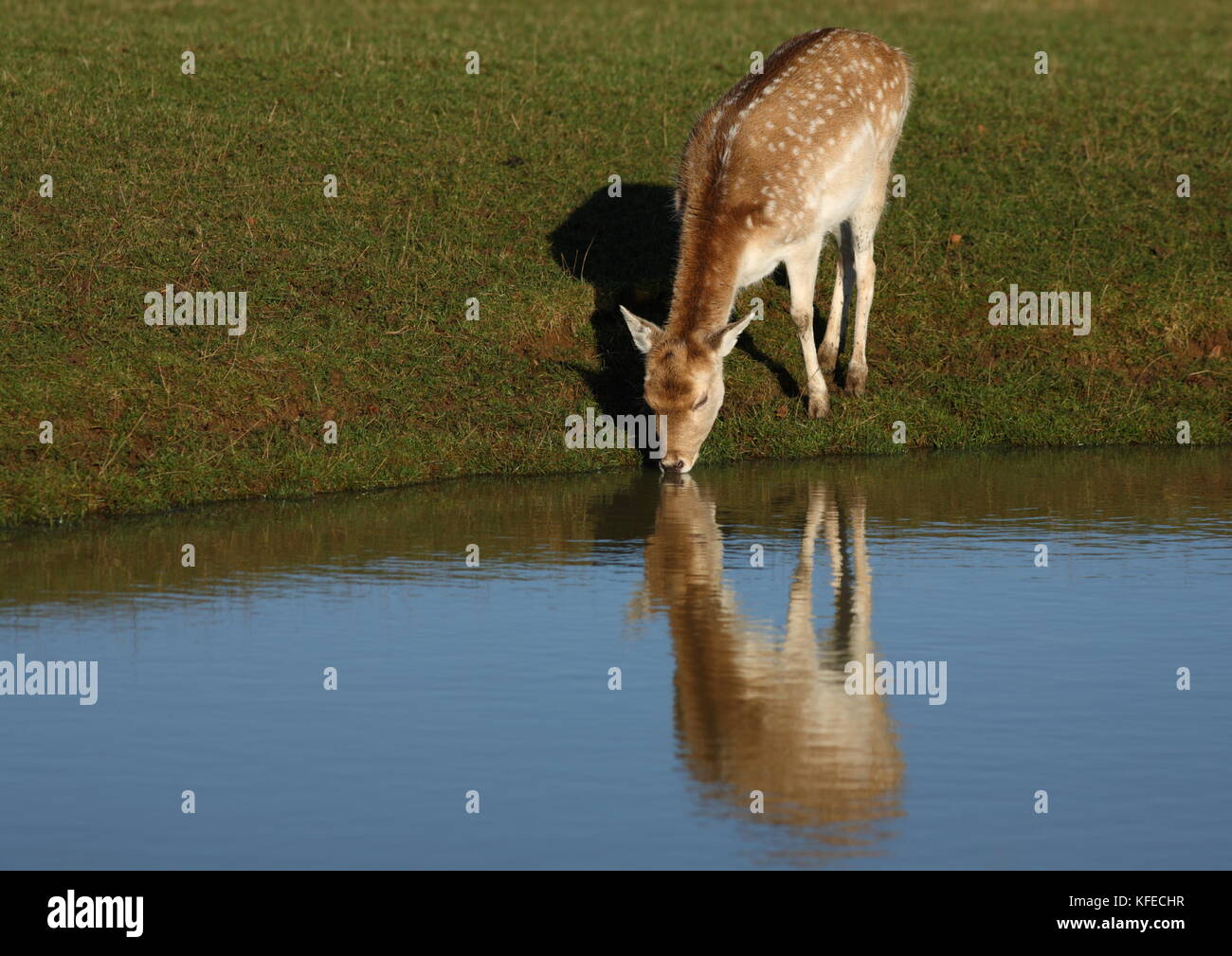 Fallow Deer doe drinking at pool Stock Photo - Alamy