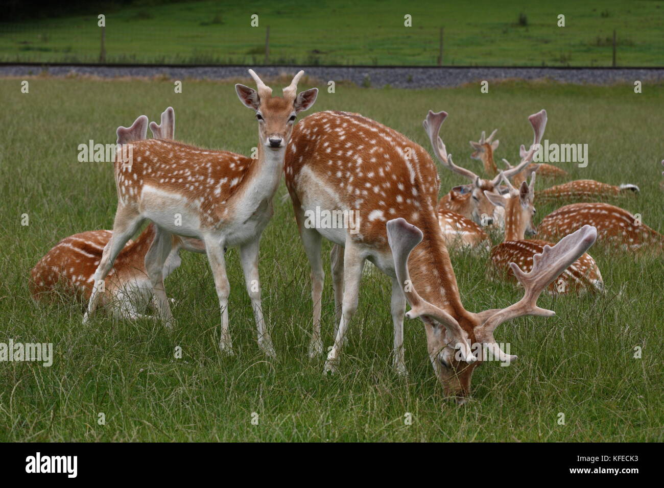 Fallow Deer Fawn and young bucks with developing antlers Stock Photo ...