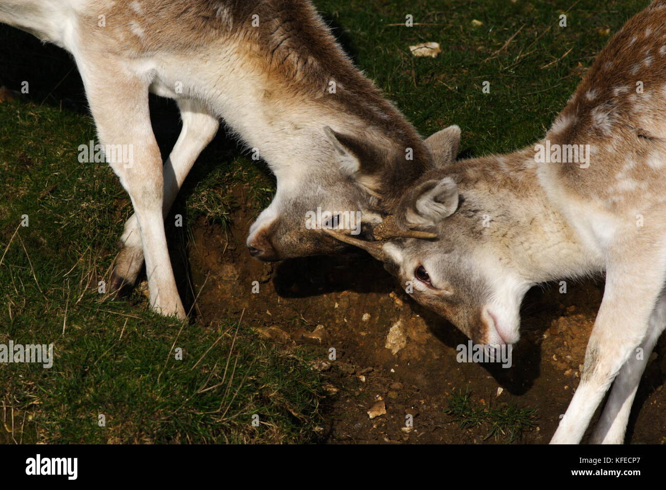 Young Fallow Deer bucks play fighting Stock Photo - Alamy