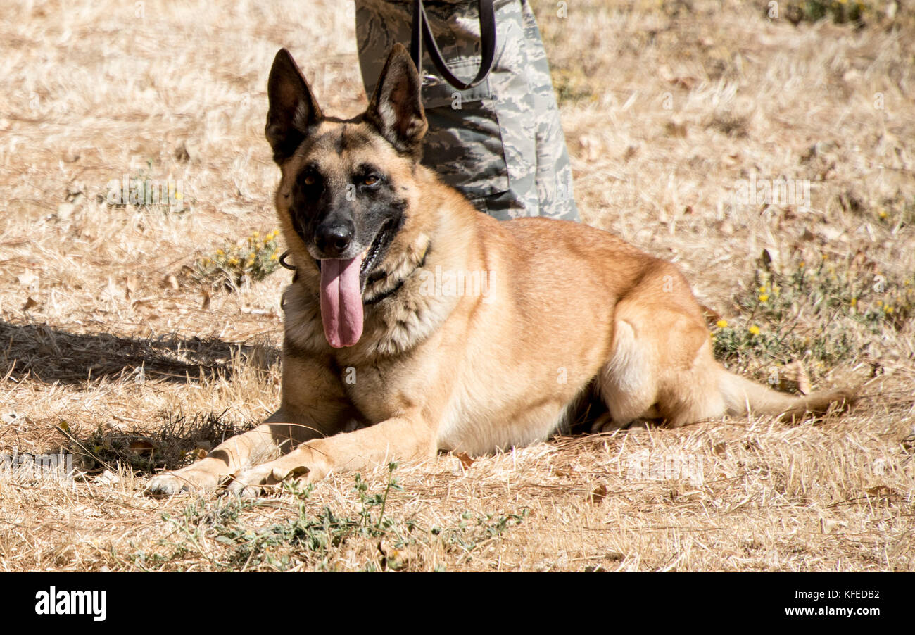 Military Working Dog Stock Photo - Alamy