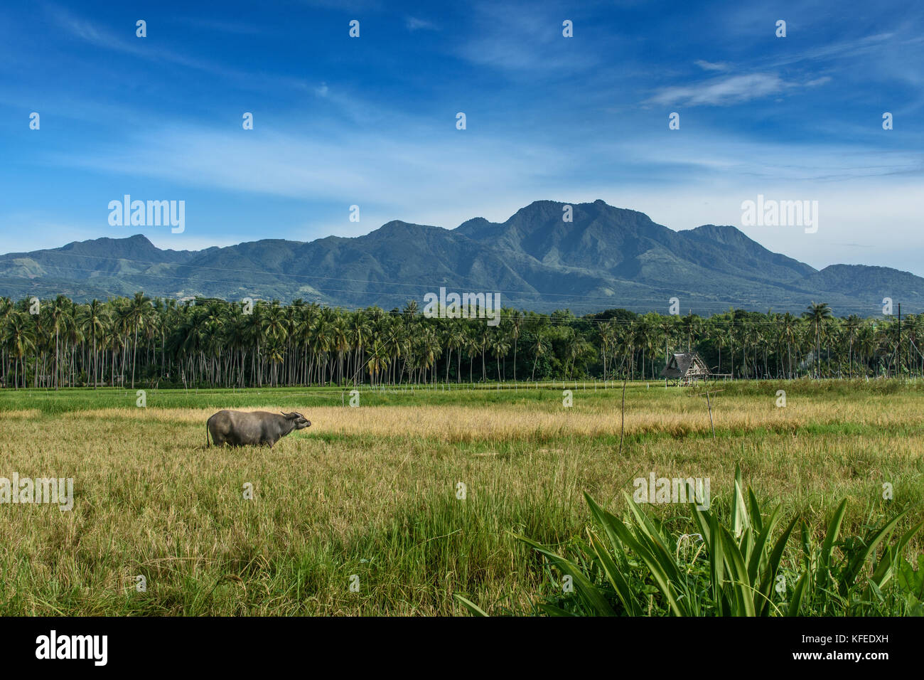 Rice fields with water buffalo Stock Photo - Alamy