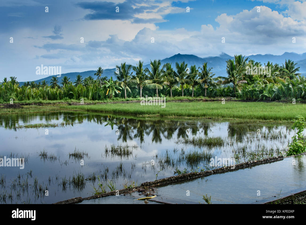 Rice fields with water buffalo Stock Photo - Alamy