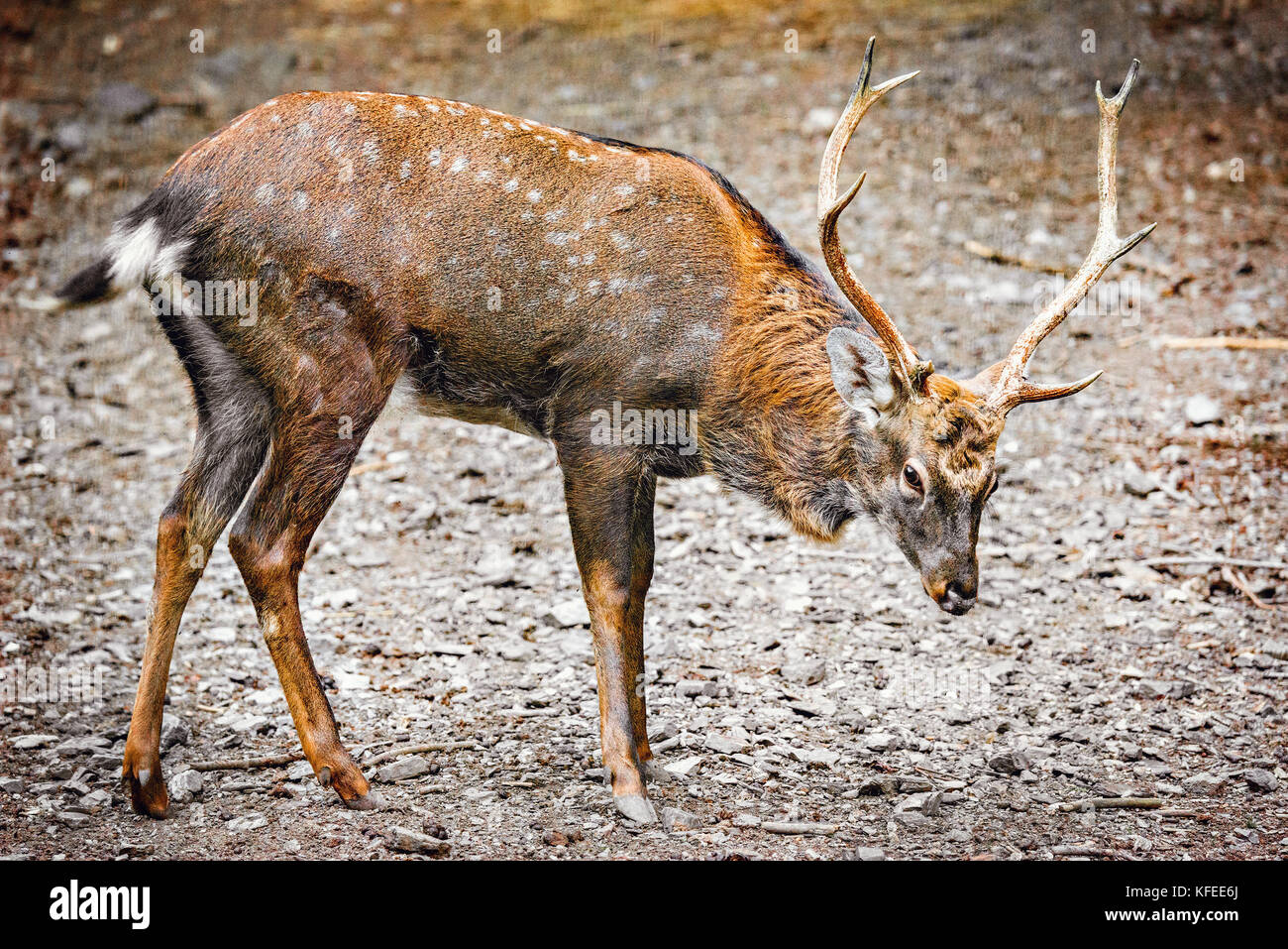 Stag stones hi-res stock photography and images - Alamy