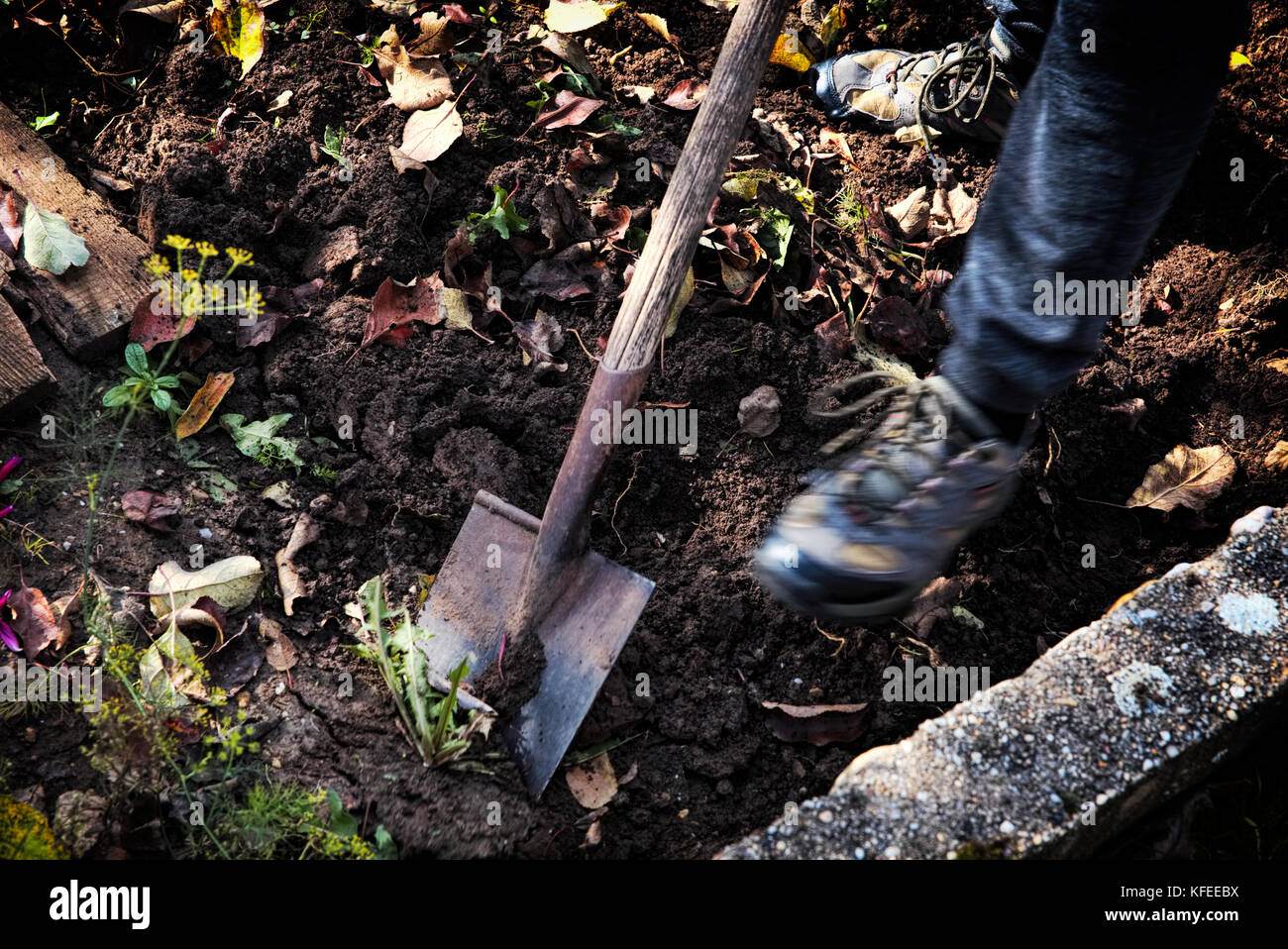 Man digging up vegetables on a garden, his legs and a spade in focus ...