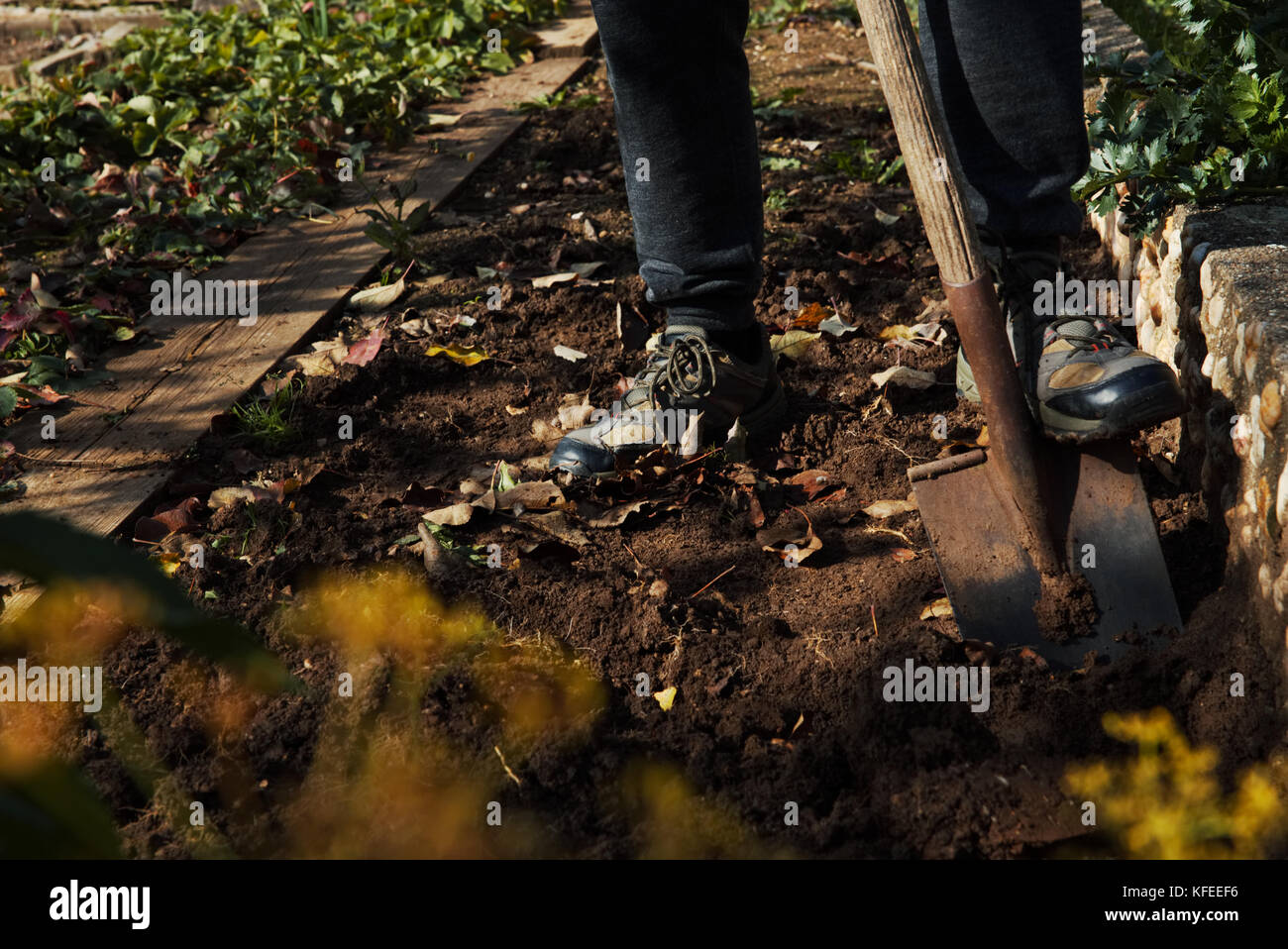 Man digging up vegetables on a garden, his legs and a spade in focus ...