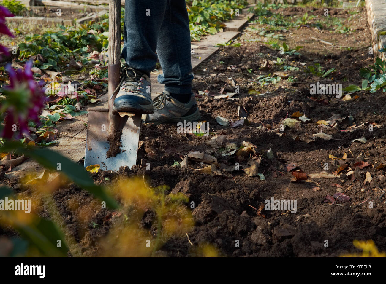 Farmer digging spade hand tool hi-res stock photography and images - Alamy