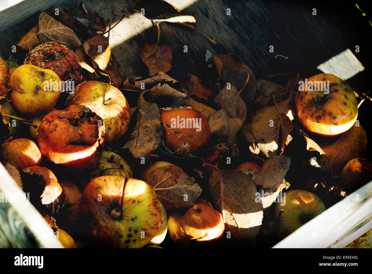Rotting apples in crate.Unhealthy nature concept Stock Photo - Alamy