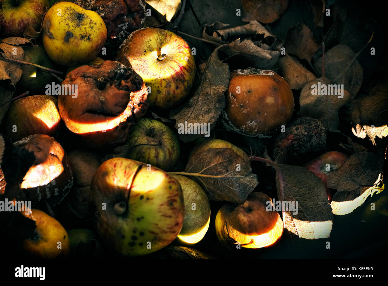 Rotting apples in crate.Unhealthy nature concept Stock Photo - Alamy