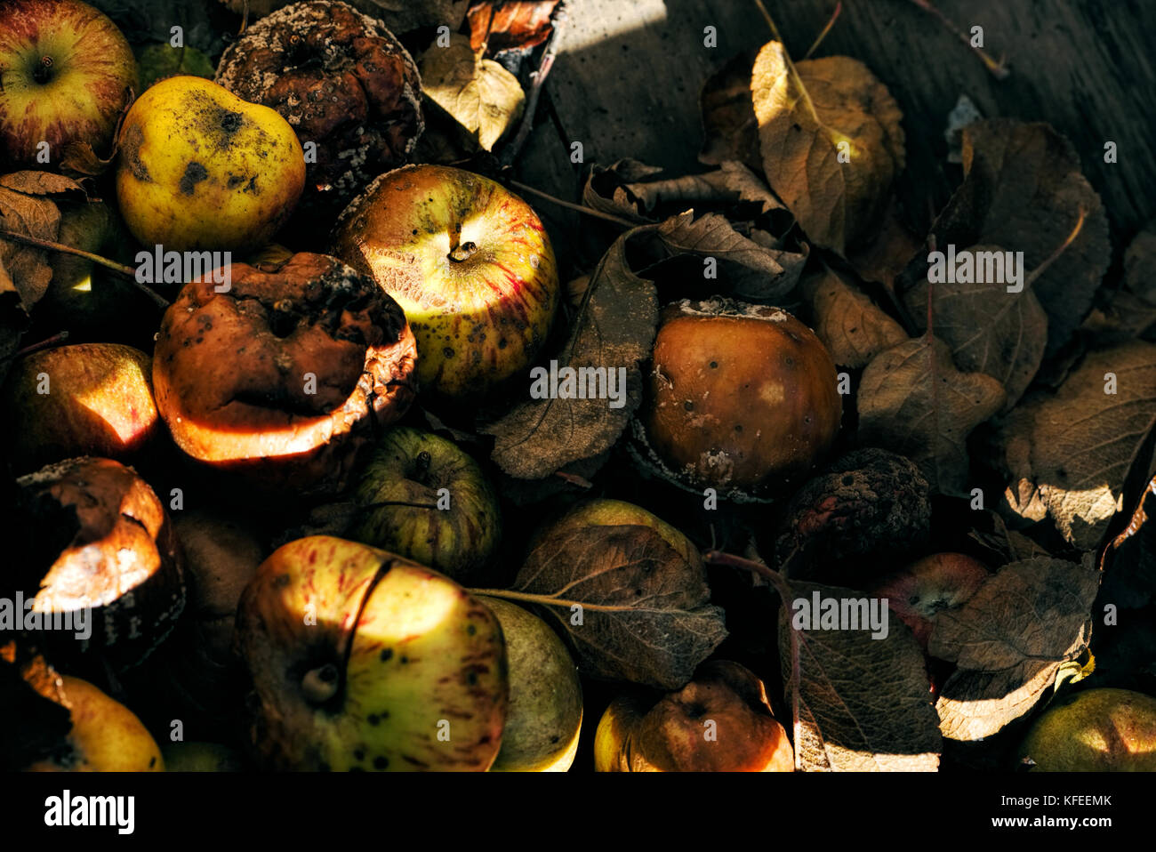 Rotting apples in crate.Unhealthy nature concept Stock Photo - Alamy