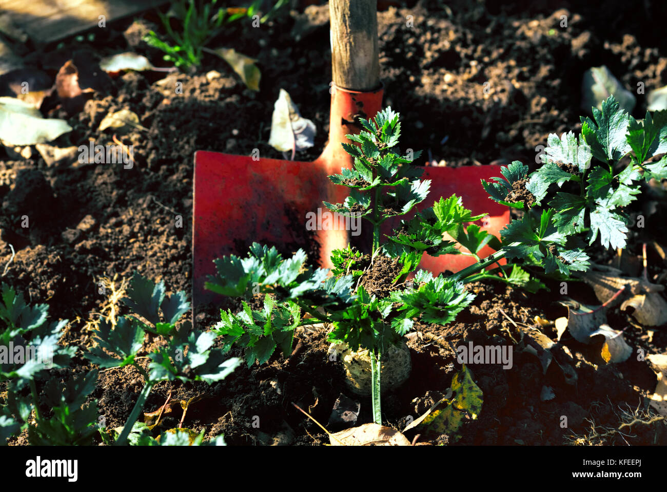 Red shovel in the heap of ground in a garden.Work garden concept Stock ...