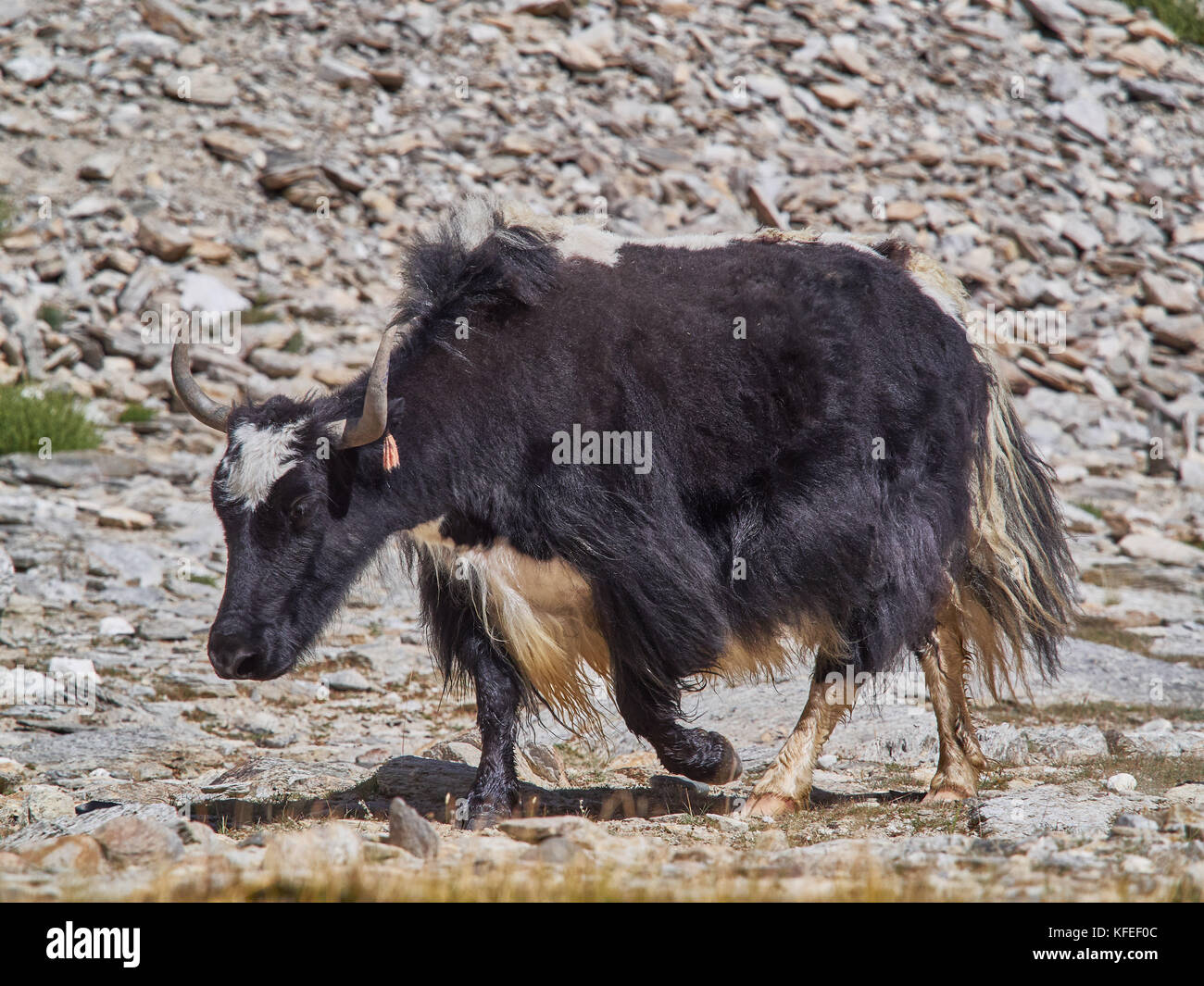 Huge adult Tibetan yak: a long thick black coat, a white belly and a ...