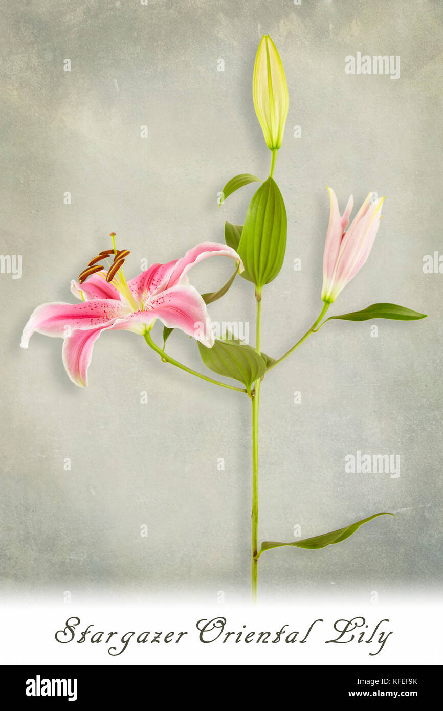 Close up of pink stargazer lily flowers, bud and stem, on textured ...