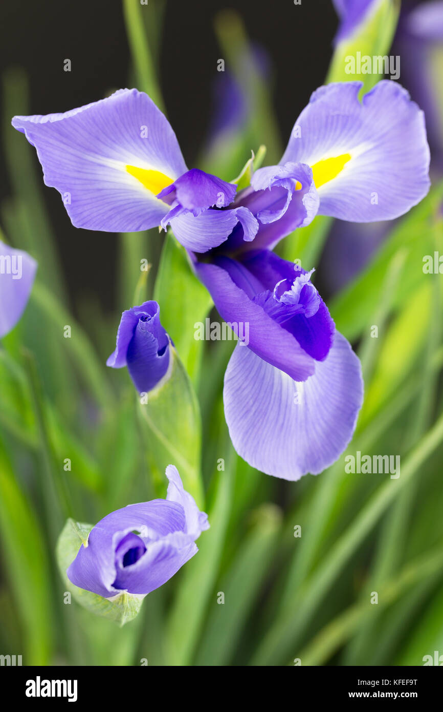 Close up of purple Dutch Iris flowers with yellow signal, stems and ...