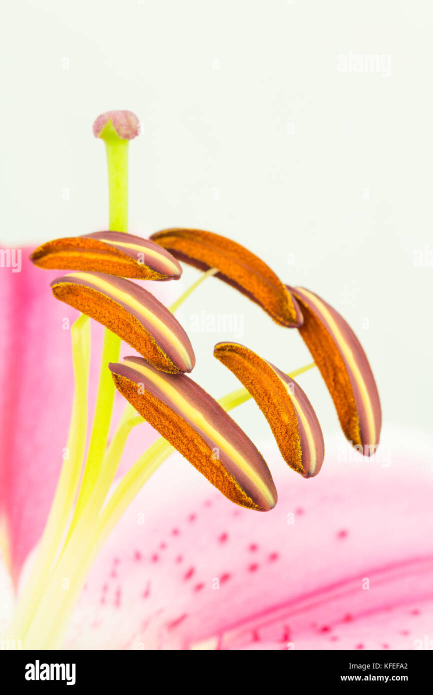 Close up of reproductive organs of Oriental Stargazer lily flower, with ...