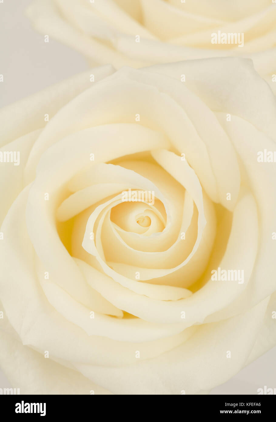 Close up of pale yellow hybrid tea roses Stock Photo - Alamy