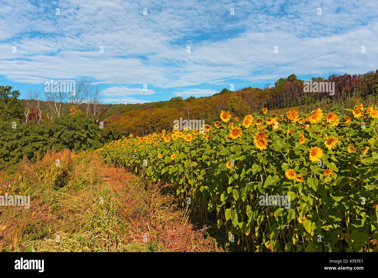 Countryside panorama in autumn, Virginia, USA. Sunflowers field near ...