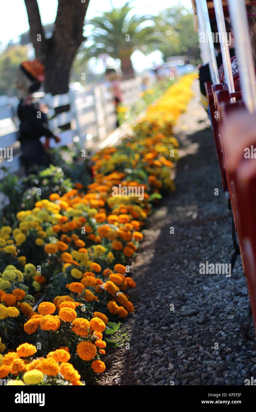 Autumn mums hi-res stock photography and images - Alamy