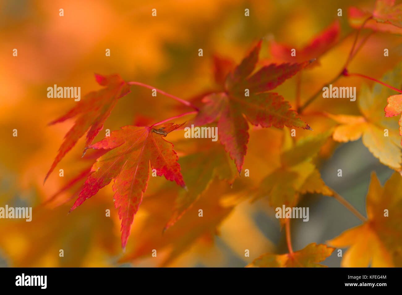 Golden autumn blur background with color maple leaves Stock Photo - Alamy