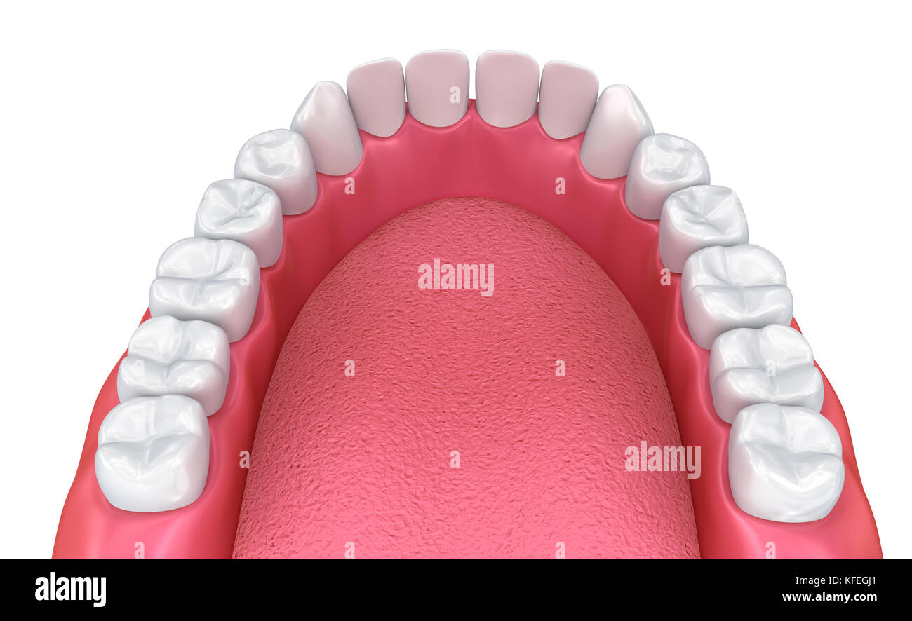 3d model of tooth hi-res stock photography and images - Alamy