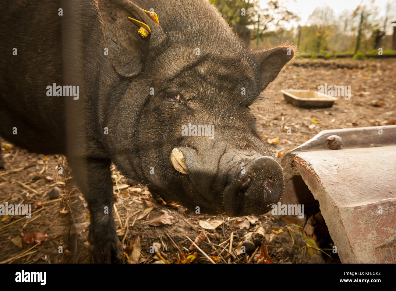 Portrait of a hungry vietnamese Pot-bellied outside Stock Photo - Alamy