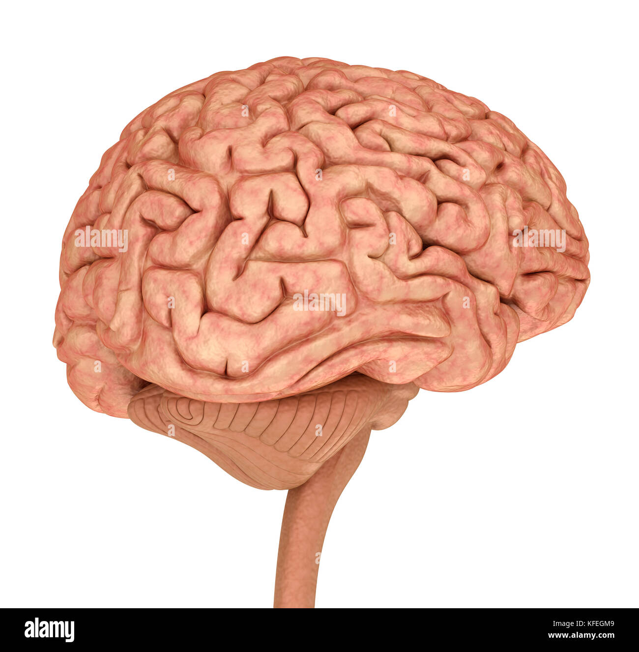 Brain Texture 3d