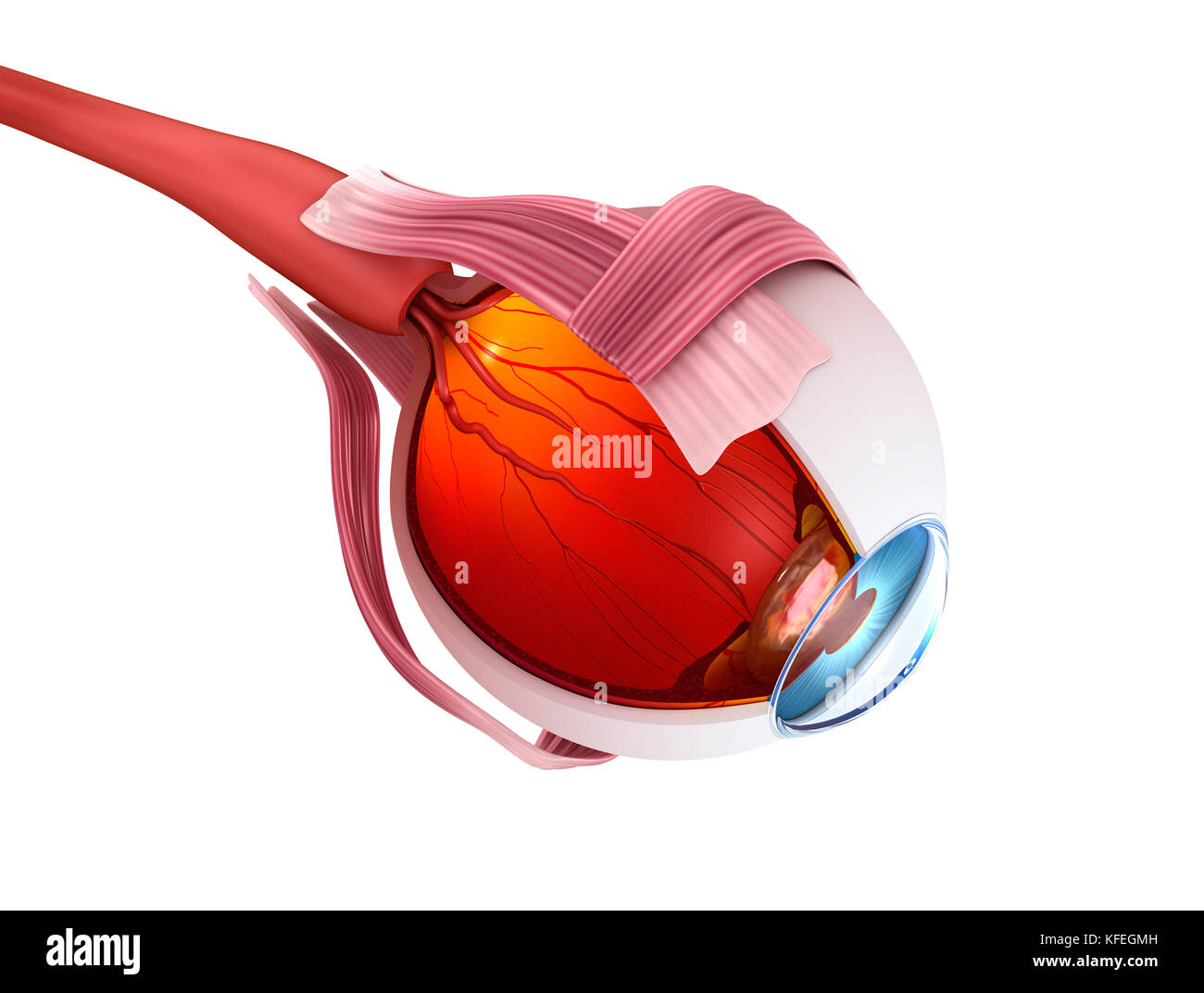 Biology Corner Virtual Eye Dissection at Jim Pardo blog