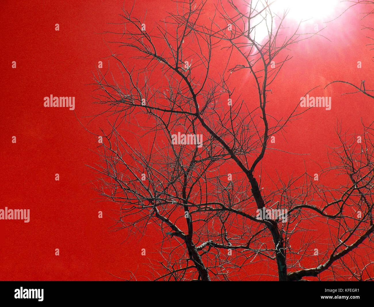 Death tree and red sky Stock Photo - Alamy
