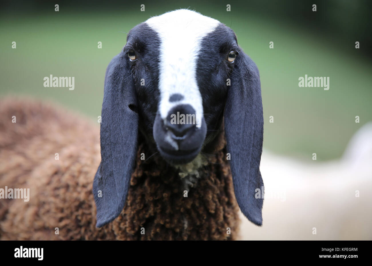 big black head of a sheep with long ears Stock Photo - Alamy