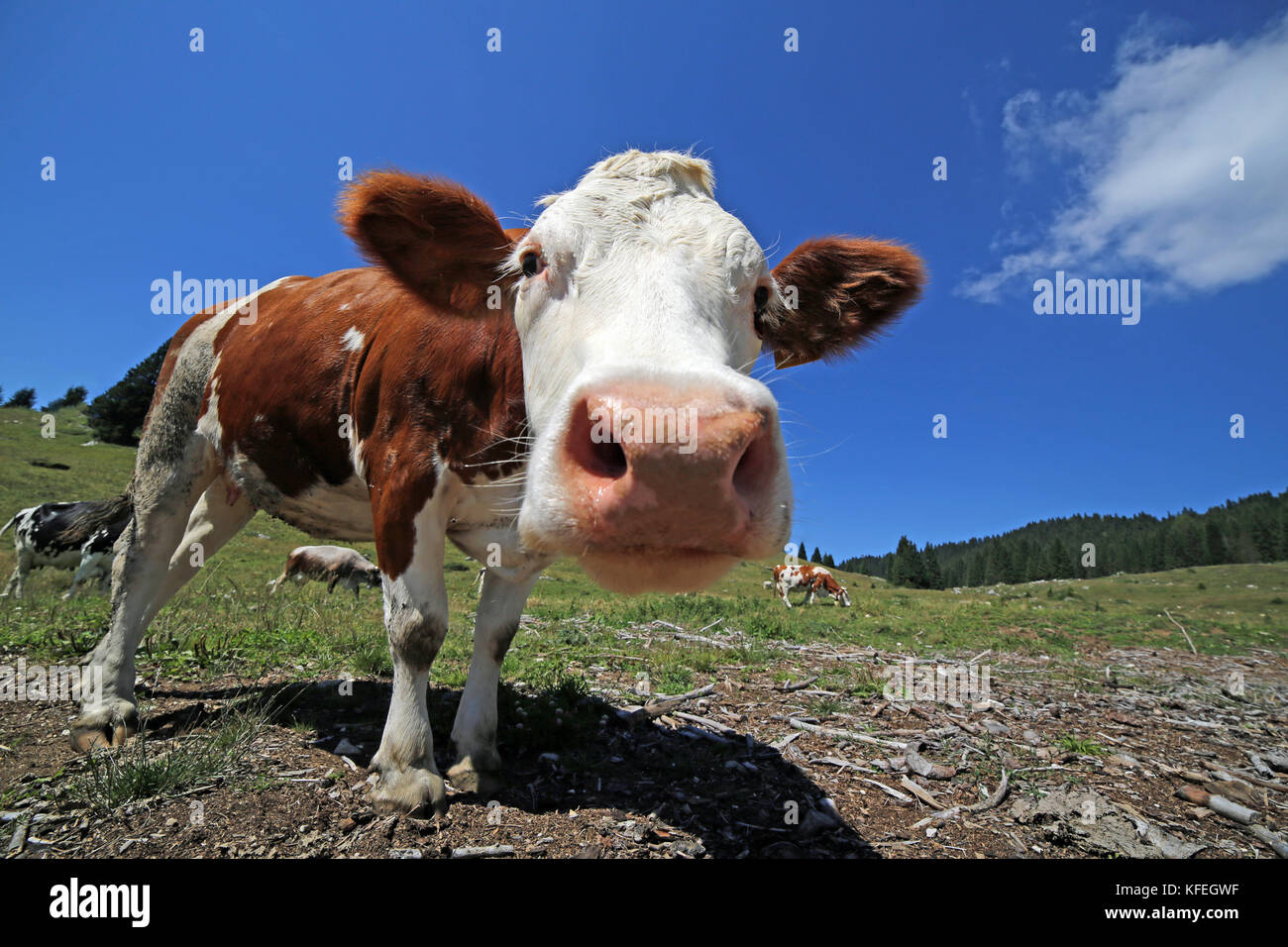 curious large cow in the mountains photographed with fisheye lens Stock ...